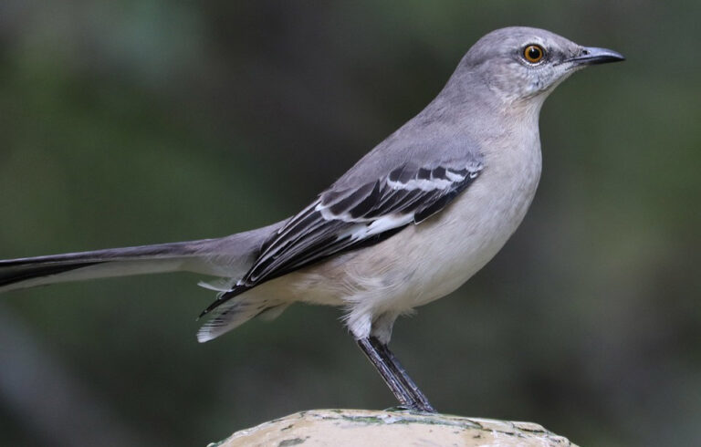 Identification Guide to birds in Texas - texasbirdimages.com