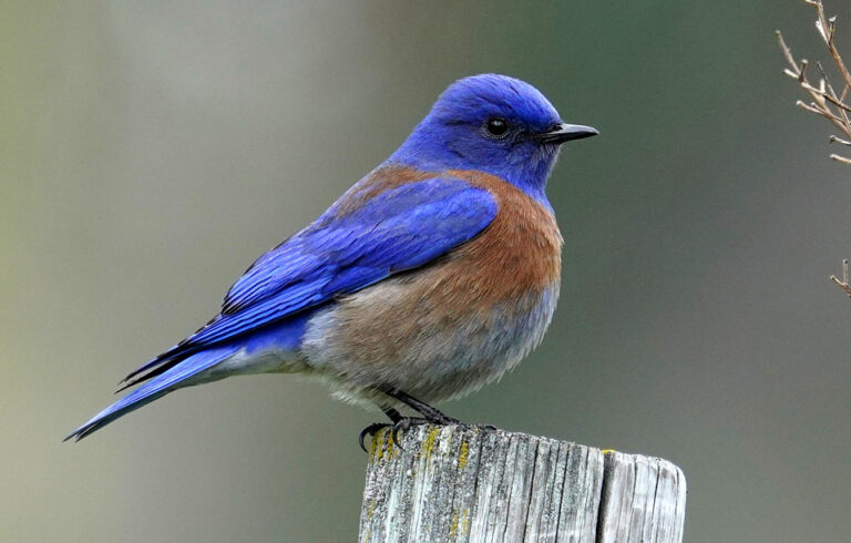 texasbirdimages.com